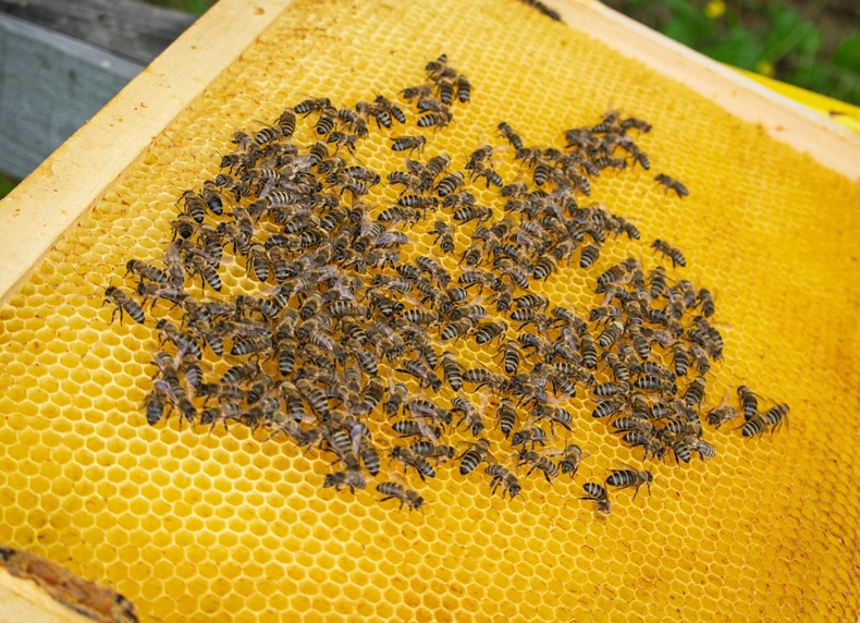 Borba protiv falsifikovanja meda: Povećana otkupna cena, poseban ...
